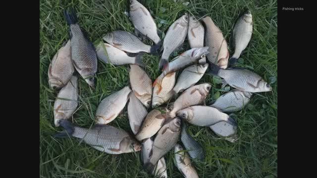 Этот секретный ингредиент для прикормки сделает вашу рыбалку чудом!