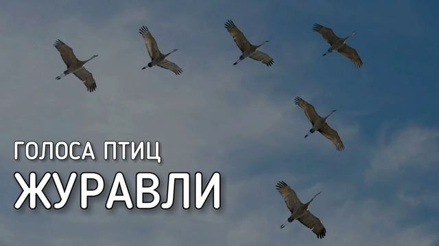 Журавль | Голоса птиц