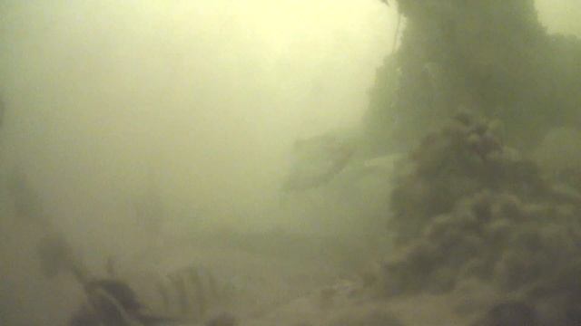 ОБСЛЕДОВАЛИ ЗАТОПЛЕННЫЙ ЛЕС. РЫБЫ В ТРИ ЭТАЖА. КРУГОМ ВИСЯТ СНАСТИ, ПРИМАНКИ ..