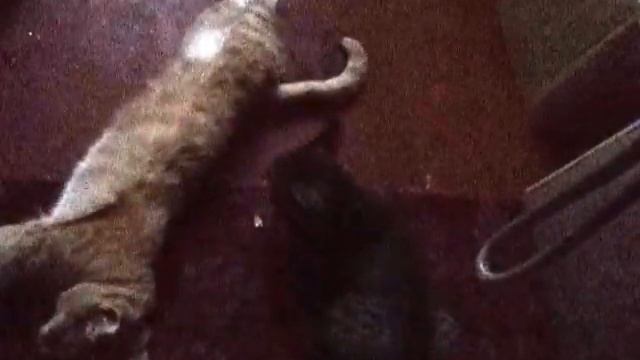 котёнокMOV01562