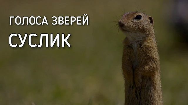 Суслик | Голоса зверей