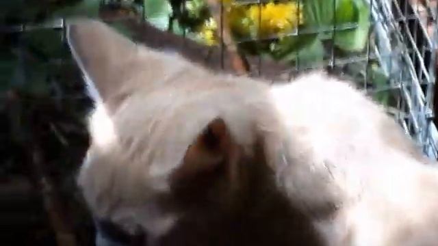 2013 05 23 Шиншиллы и Гриша 19 53 06