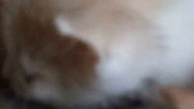 Мои животные