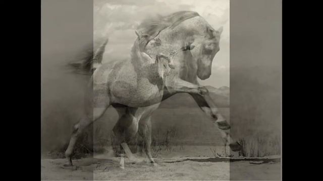 Мое слайд-шоу 2 Красота и гармония лошади