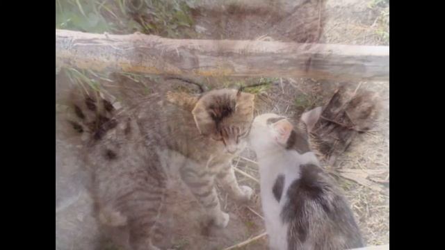 Мое слайд-шоу 3 Такие разные