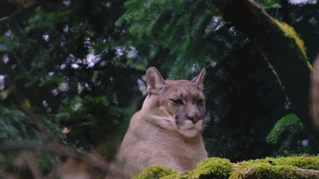Встреча с Эль Тигро (статья о животных)