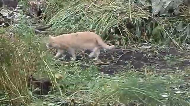 Гришина прогулка MOV01643