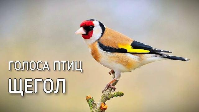 Щегол | Голоса птиц