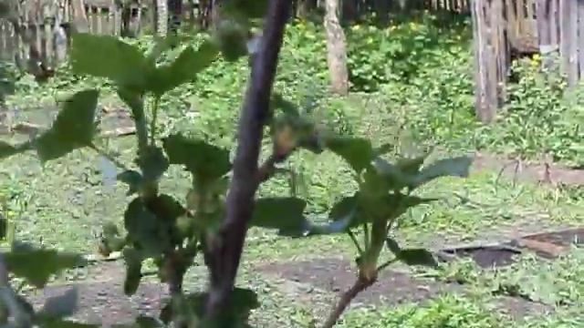 2013 05 14 20 50 32 Флора