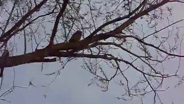 Малыш совёнок