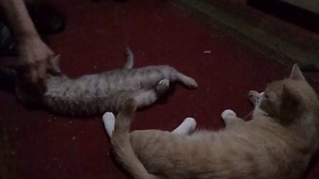 наши котята