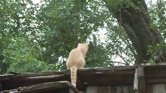 Гриша на крыше MOV01626