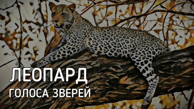 Леопард | Голоса зверей