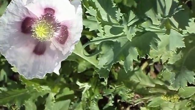 2013 07 05 19 43 50 мак