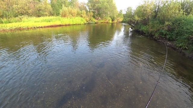 ПИЖМА.СКОЛЬКО ХАРИУСА В ЭТОМ РУЧЬЕ!!?ЗАБРАЛИСЬ В ГЛУШЬ!КРАСОТА СЕВЕРА!!!