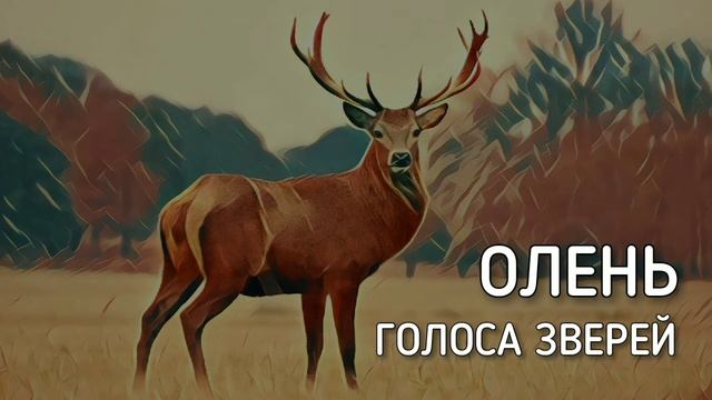 Олень | Голоса зверей