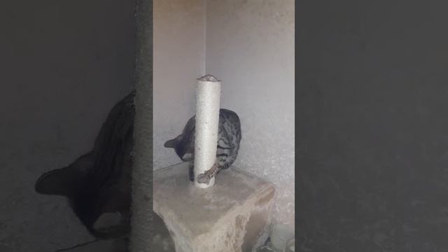 🩷🩵🩶милааш, подпишись пожалуйста🩷🩵🩶