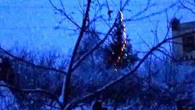 2014 01 06 01 20 10  Ёлка деревенская