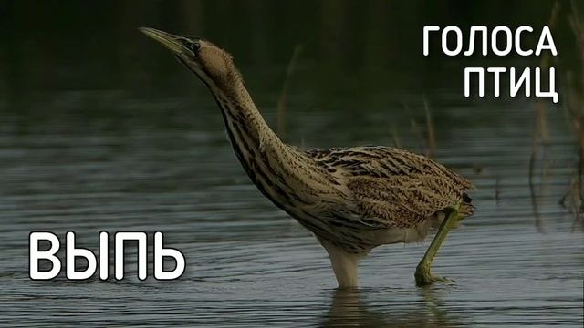 Выпь | Голоса птиц
