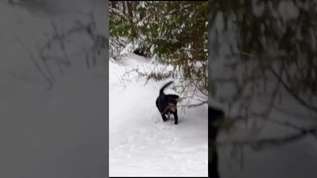 Утренняя прогулка по лесу!!! 🏞️