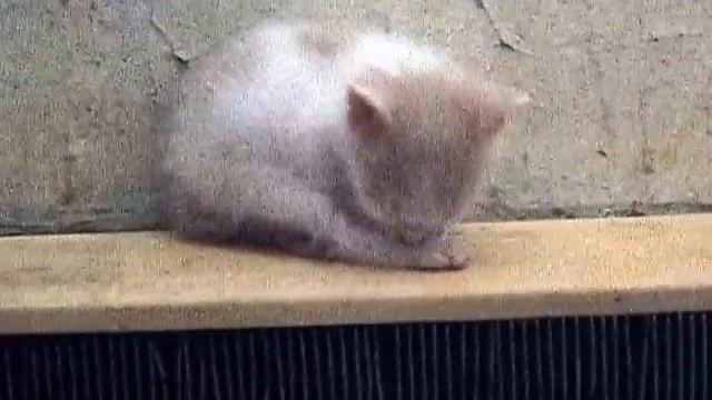 Малыши Сеня и Гена