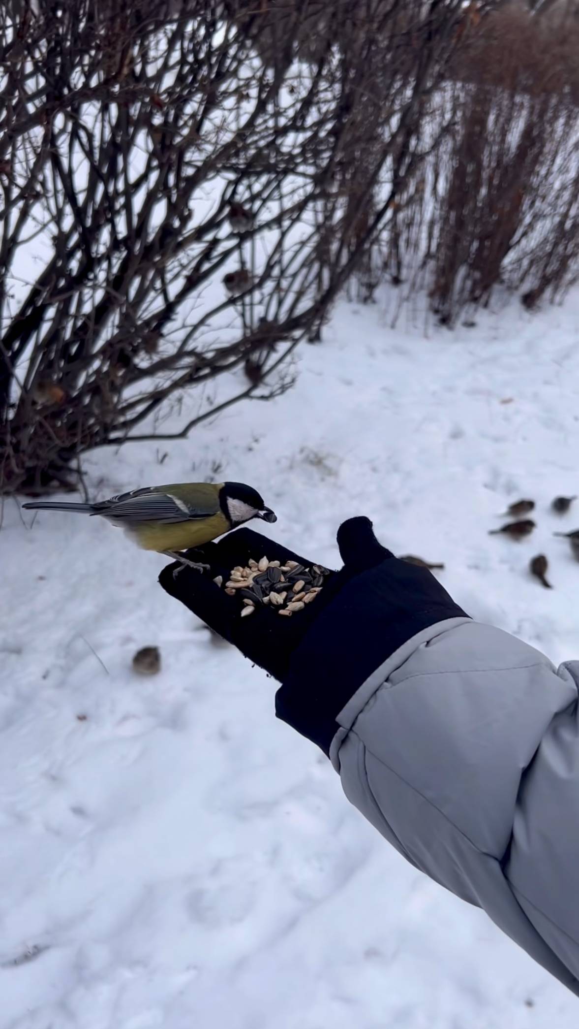 Кормим синичек с руки
#птицы #природа #birdtherapy #handfeeding #бердвотчер #бердвочер #асмр