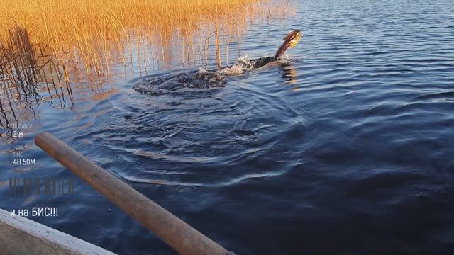 МЕГА ПОКЛЕВКА ЩУКИ | ТРОФЕЙНАЯ ЩУКА | Рыбалка в Карелии | Бездонное озеро | МЕГАЩука на ультралайт |