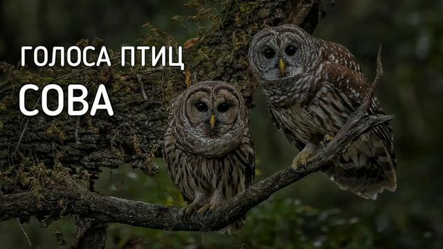 Сова | Голоса птиц