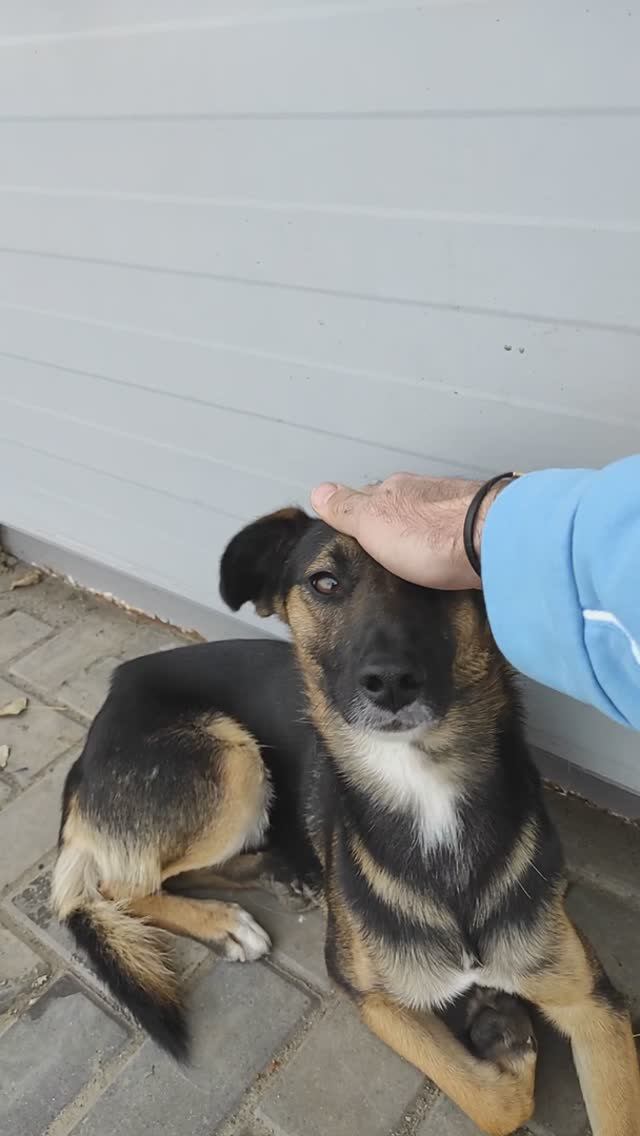 Бросили собаку Рынок Заречный Калитва