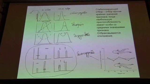 Марков А. В. - Теория эволюции - 2. Тенденция к усложнению. Стабилизирующий отбор