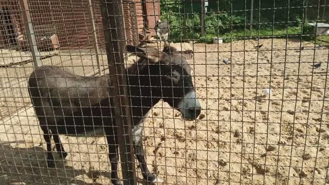 Стеснительный ослик