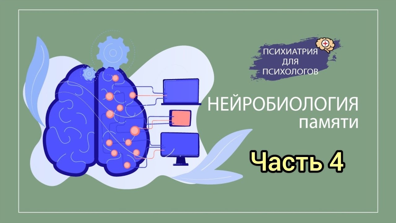 Развитие памяти в детском и подростковом возрасте. Нейробиология памяти.