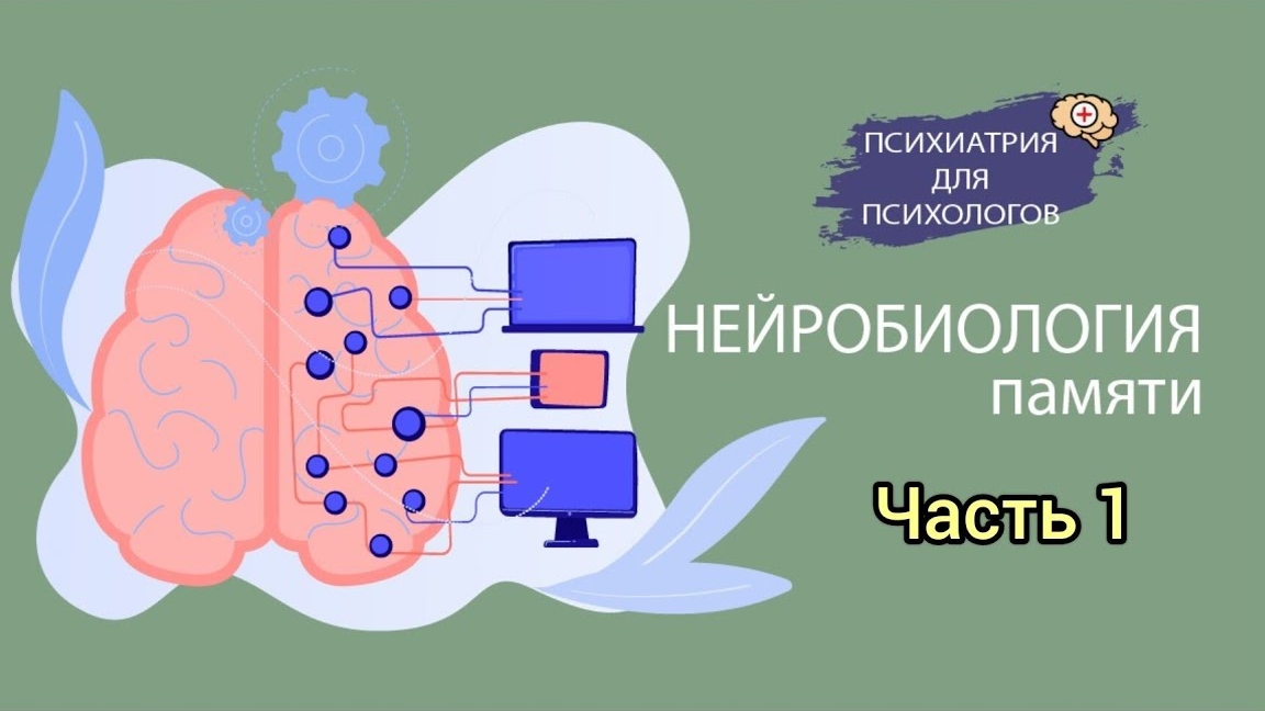 Нейробиология памяти. Виды и характеристики памяти. Часть 1.