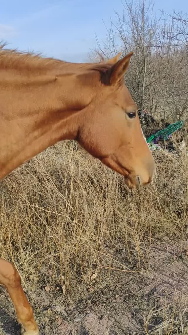 Любопытная лошадка