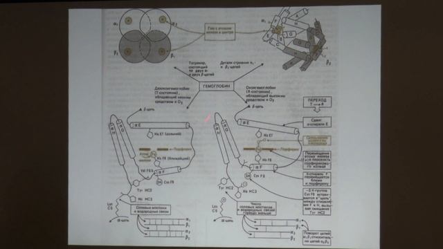 Клячко Н. Л. - Механизмы ферментативного катализа - 11. Флавин-содержащие, гем-содержащие белки