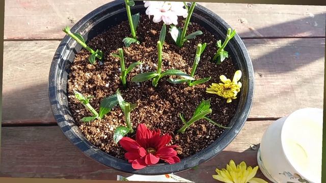 Укореняю хризантемы из букета