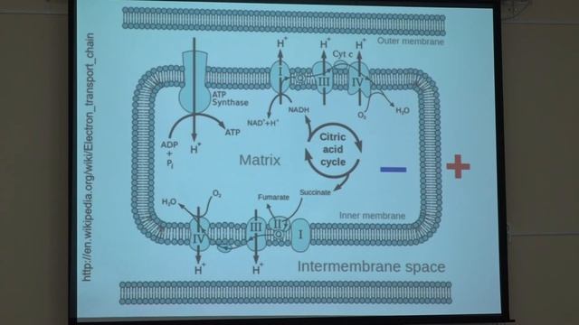 Фенюк Б. А. - Структура и функция митохондрий - 1. Основные сведения о митохондриях