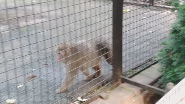 Японские макаки в нашем зоопарке