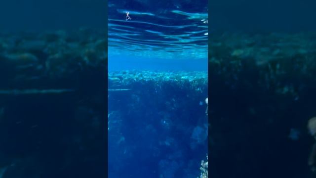 Красное море. Что под водой? Кораллы, рыбки