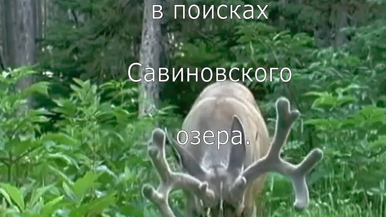 Поиски Савиновского озера. Оричевский район. Вятка.