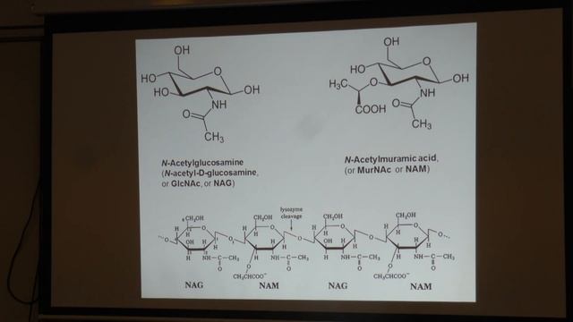 Клячко Н. Л. - Механизмы ферментативного катализа - 9. Рибонуклеазы. Лизоцим