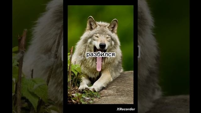 ВЕЛИКИЕ ЦИТАТЫ ВОЛКА ВОЛК ВСЕГДА ПРАВ АУФ ЧАСТЬ 6