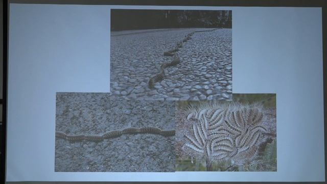 Иваницкий В. В. - Зоосоциология - 4. Агрегации животных: стаи и стада