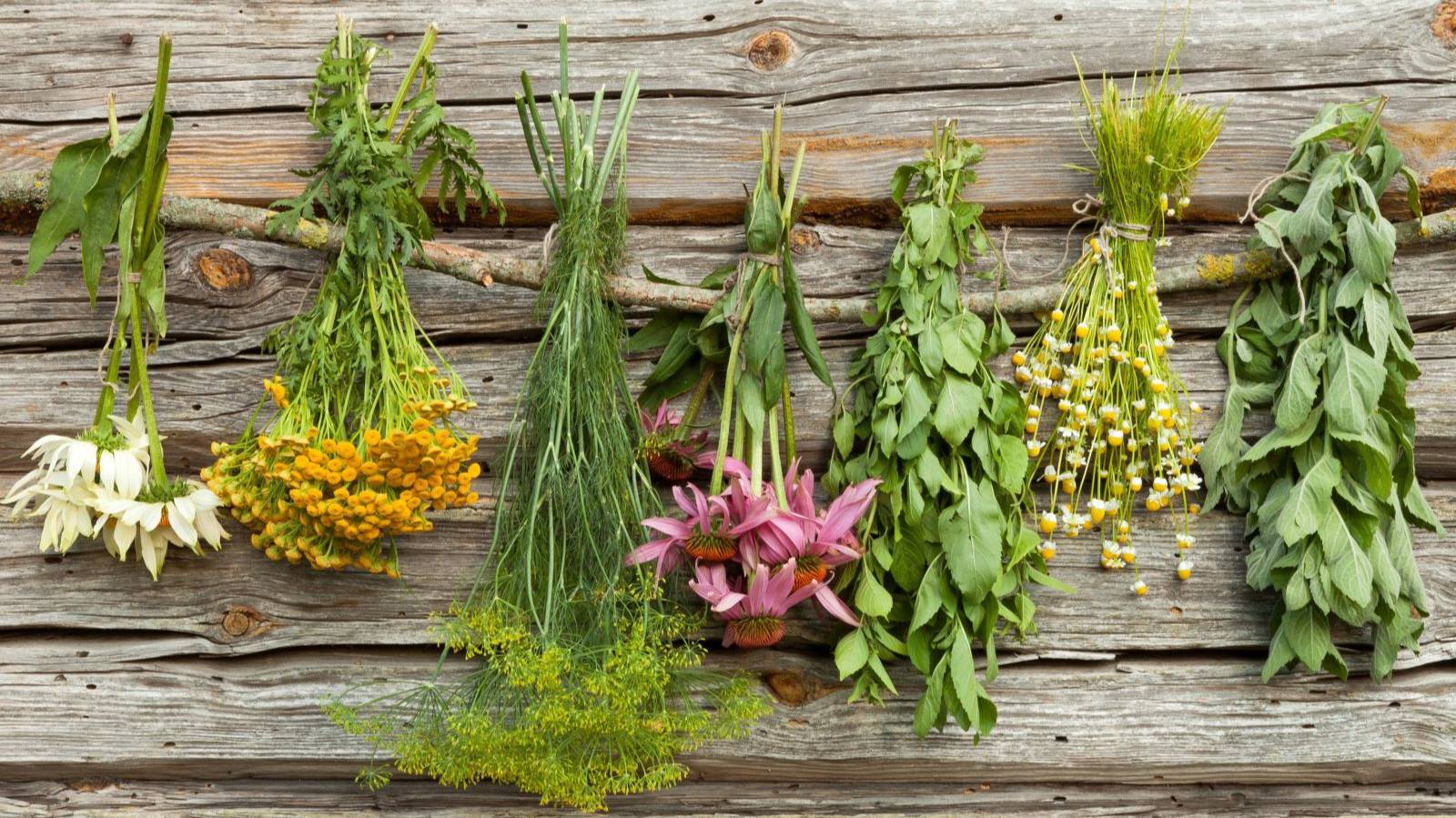 «Целительная сила растений». Запись от 28.11.2024