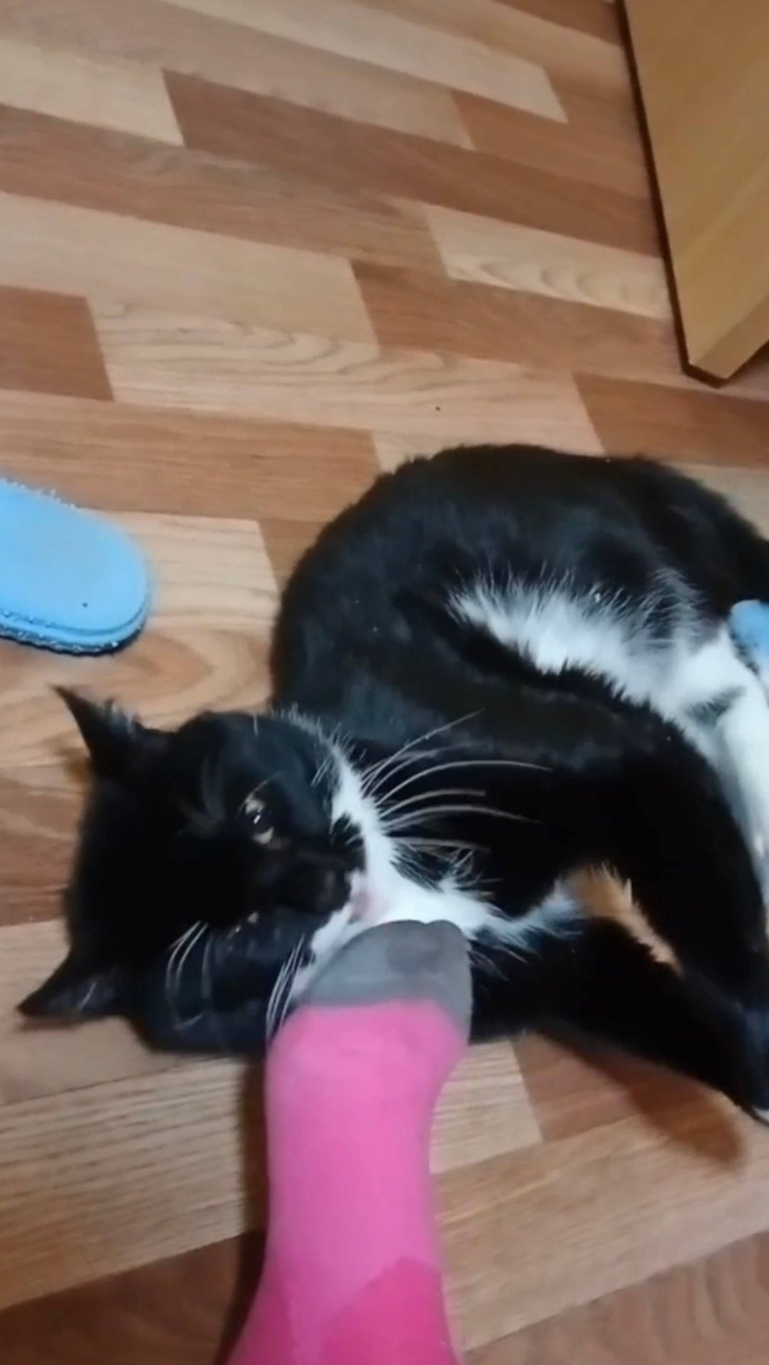 Кот носки и валерьянка смешные стихи о кошках.