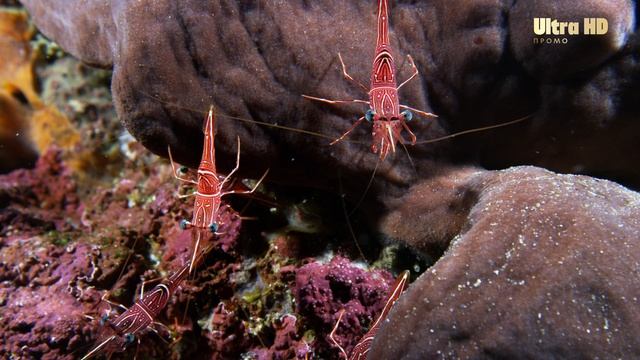 Дикая природа - подводный мир