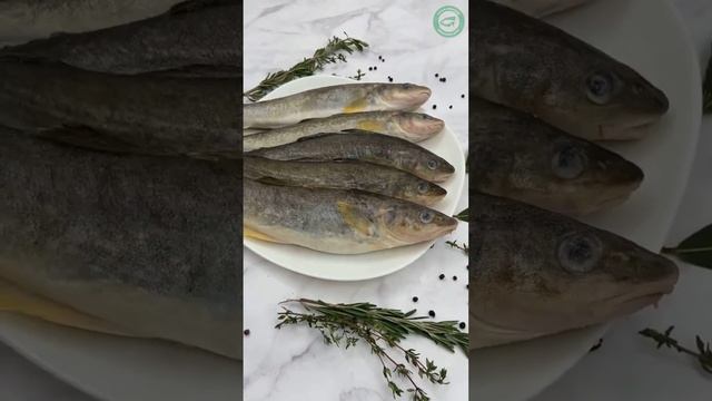 Обзор дальневосточной наваги. Полезный диетический продукт с Дальнего Востока