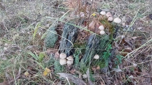 Памяти Ольги Ивановны Сильновой. В лесу Козьи Горы.