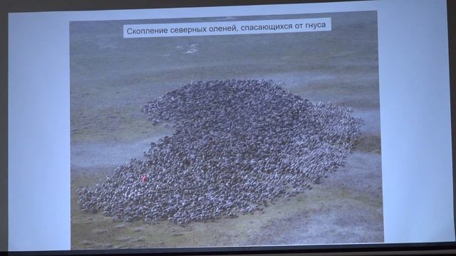 Иваницкий В. В. - Зоосоциология - 3. Аффилиация