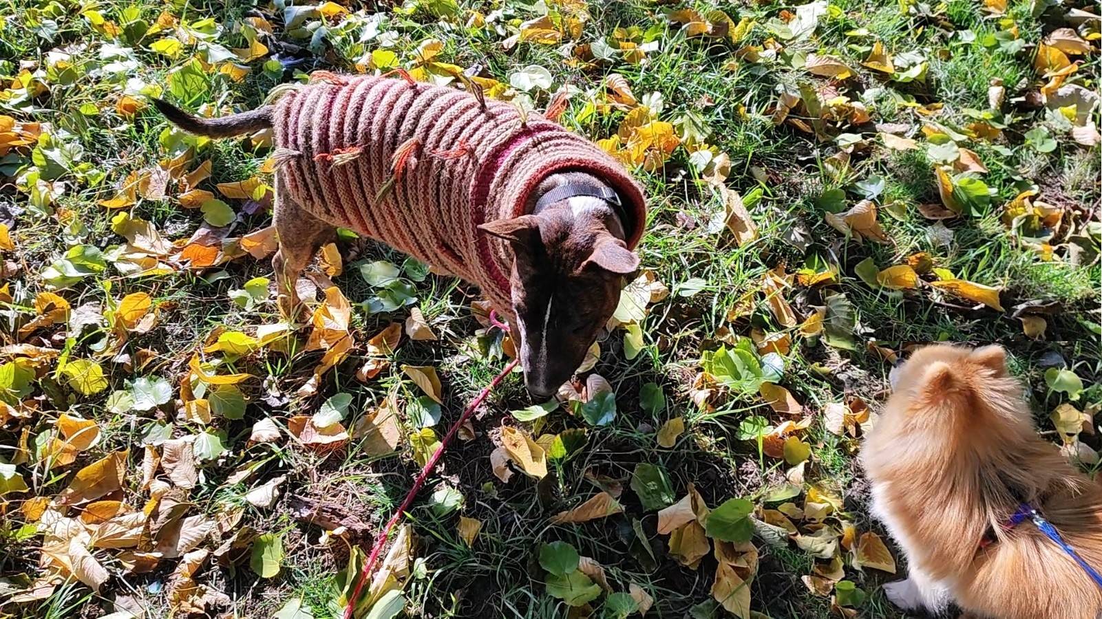 Ноябрьское солнышко. Внезапно и приятно. Гуляем с Юмми | Передержка собак Ростов